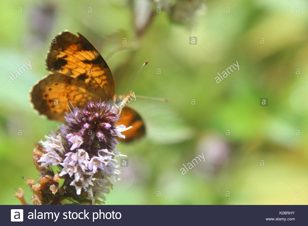 Tiny Butterfly High Resolution Stock Photography and Images - Alamy