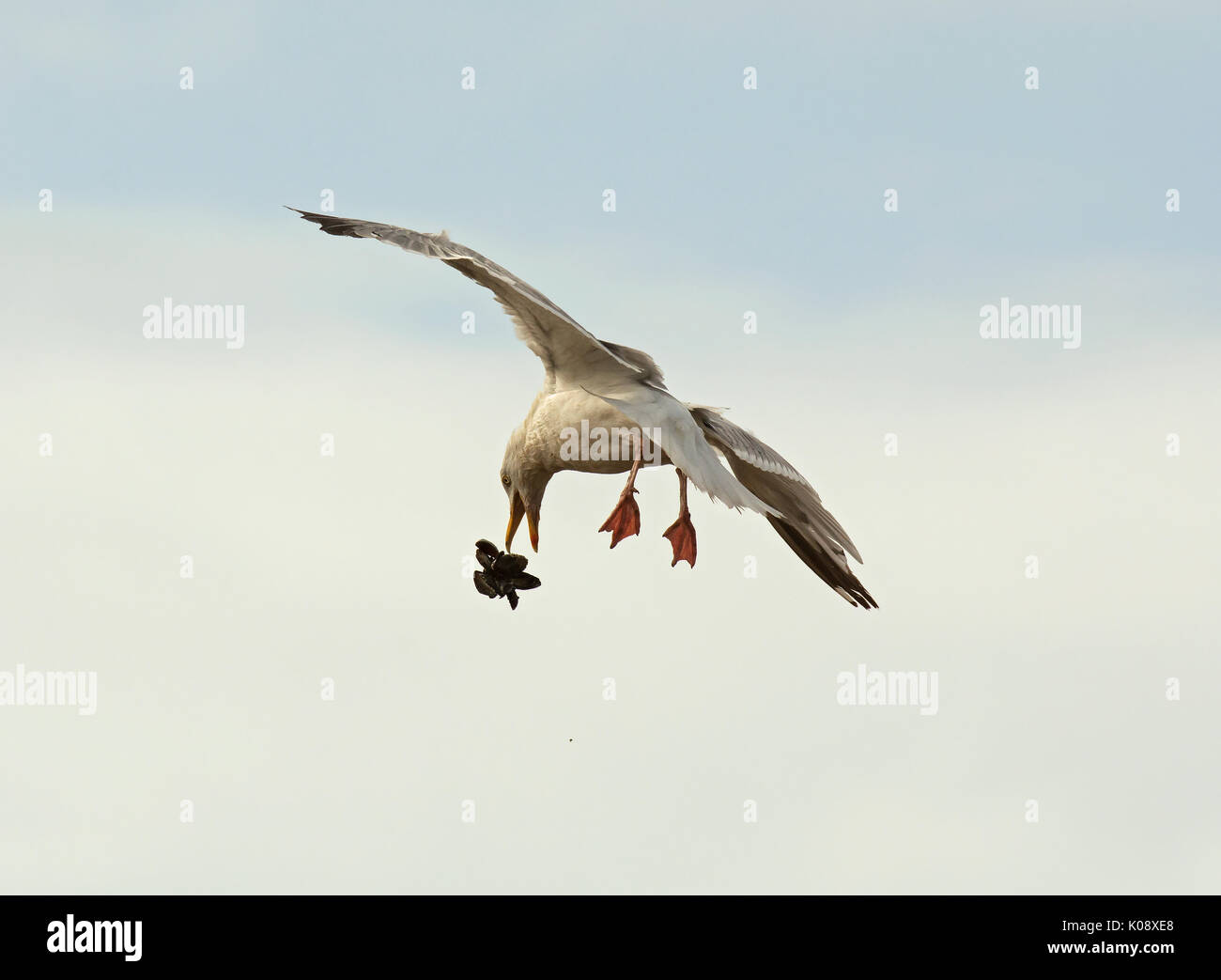 Seagull dropping shellfish hi-res stock photography and images - Alamy