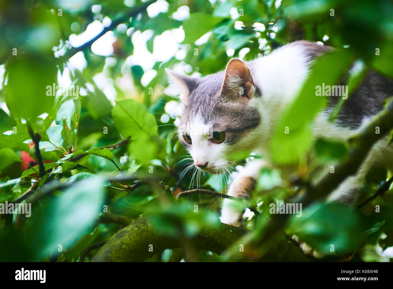 Cat on the tree hunting Stock Photo - Alamy