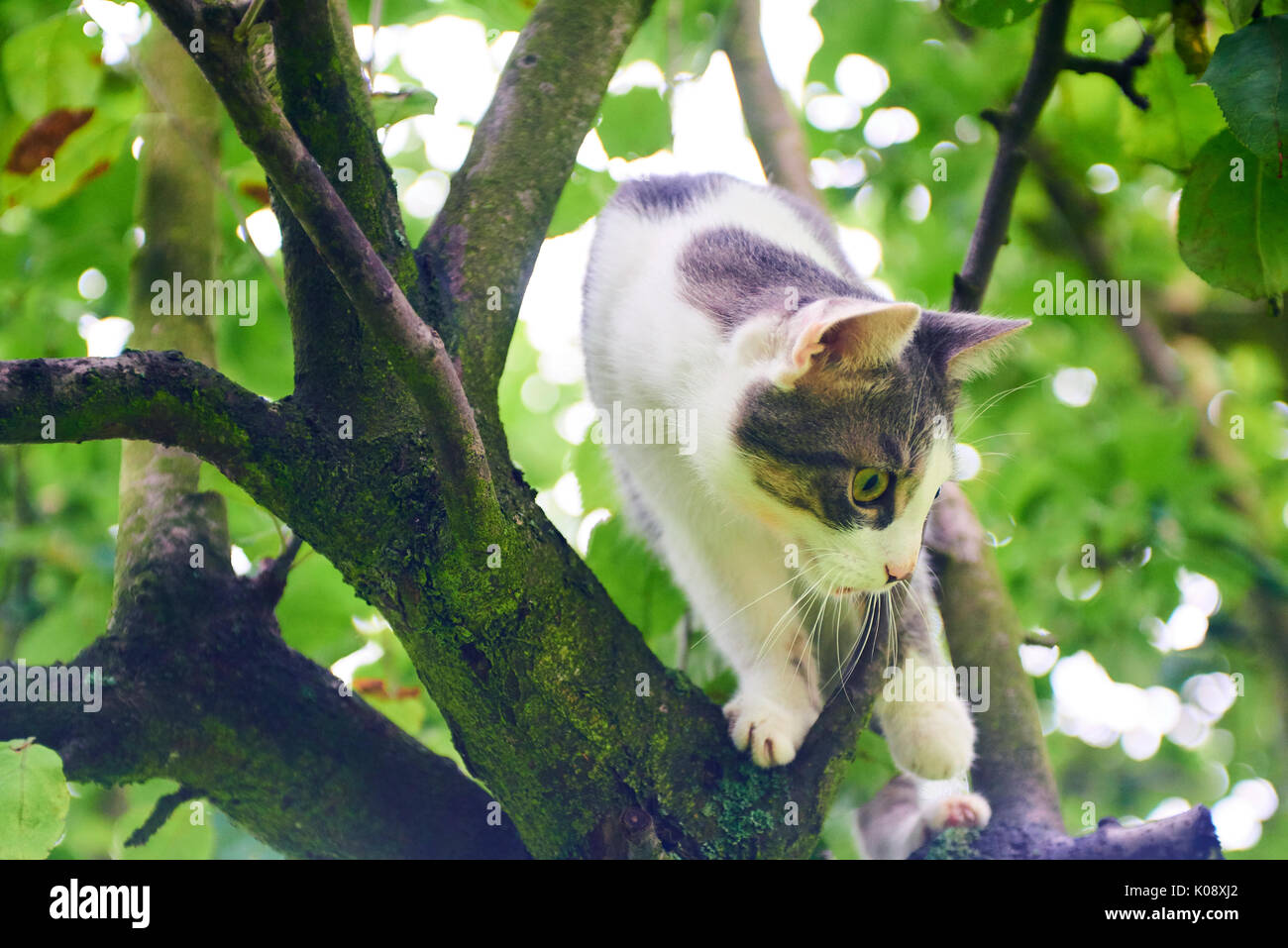 Cat on the tree hunting Stock Photo - Alamy