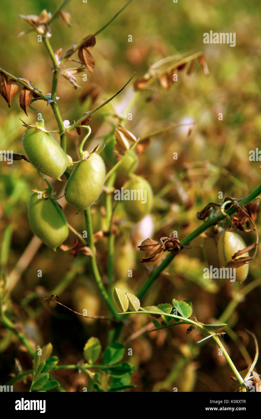 Legume pea family hi-res stock photography and images - Alamy