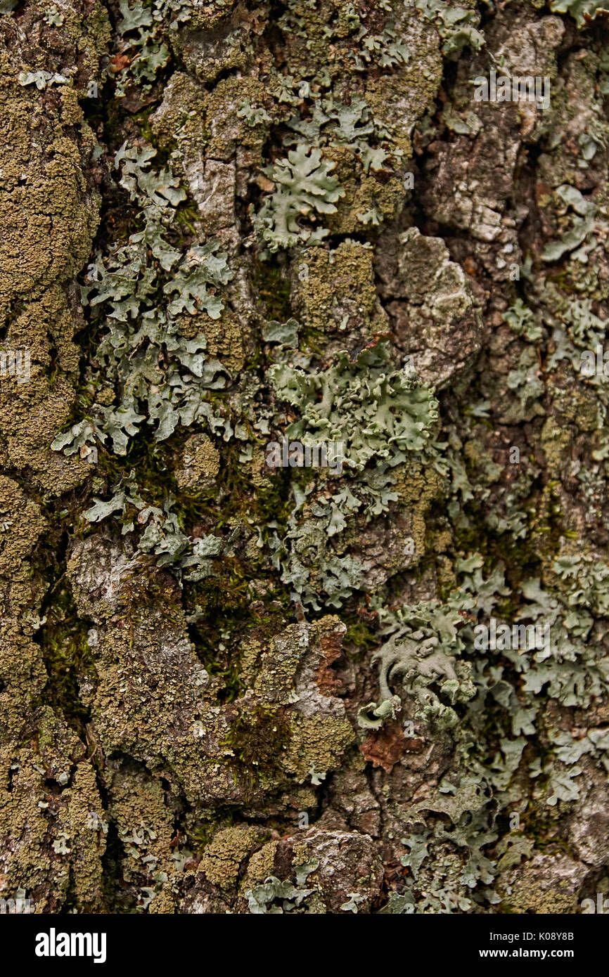 Dark moss hi-res stock photography and images - Alamy