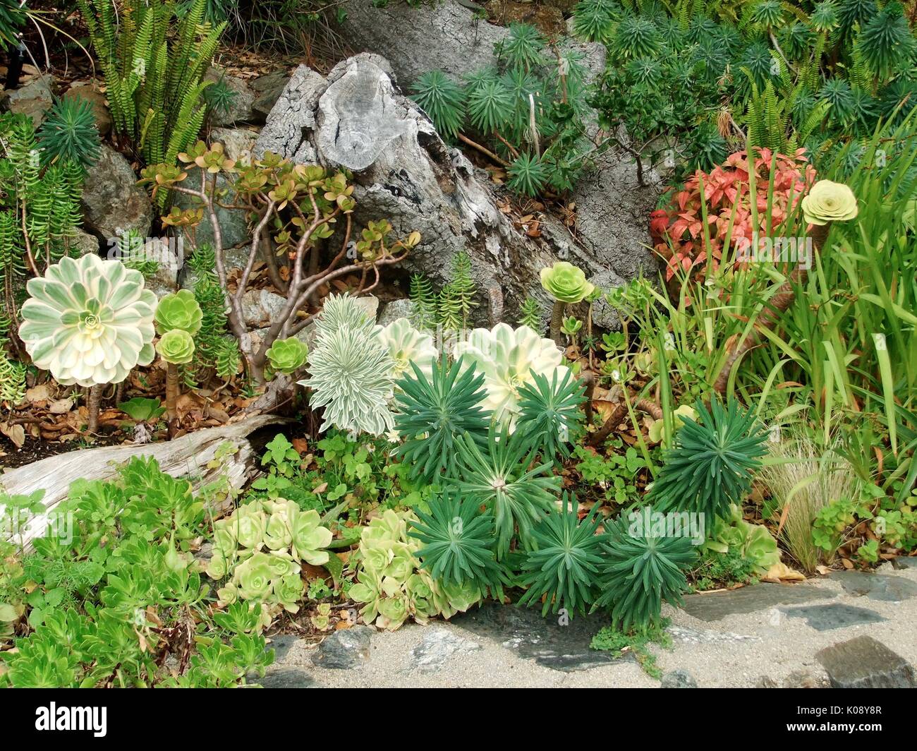 Water wise rock garden with sedum and aloe Stock Photo - Alamy
