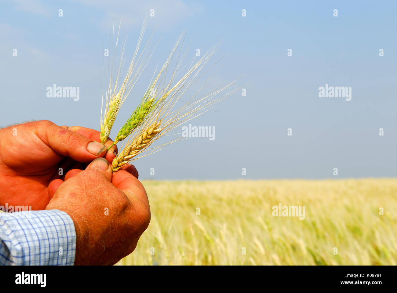 A farmer inspects a durum wheat crop, note the hardworking and dirty ...