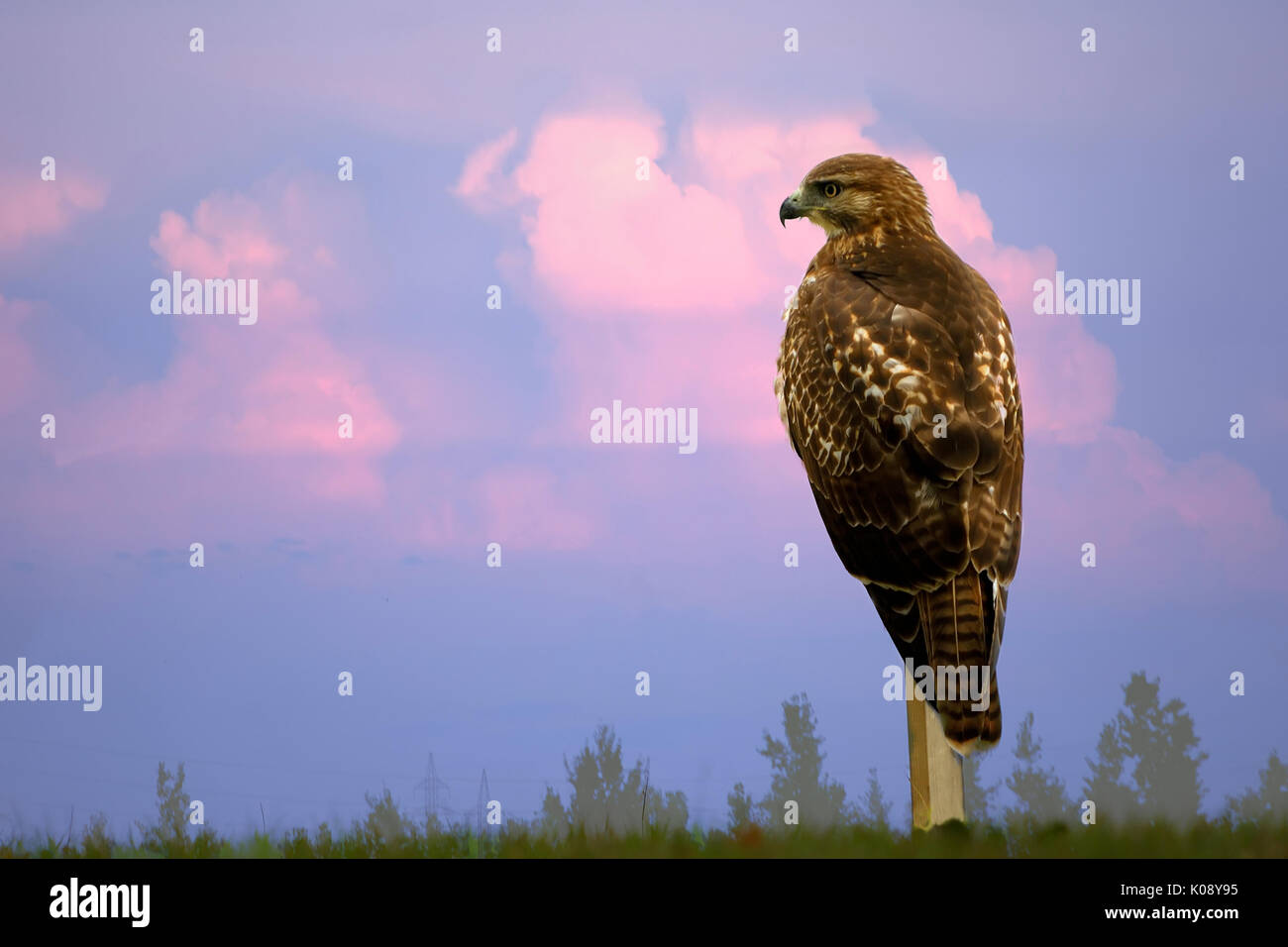 A red tailed hawk sits on perch looking for prey. This hawk is ...