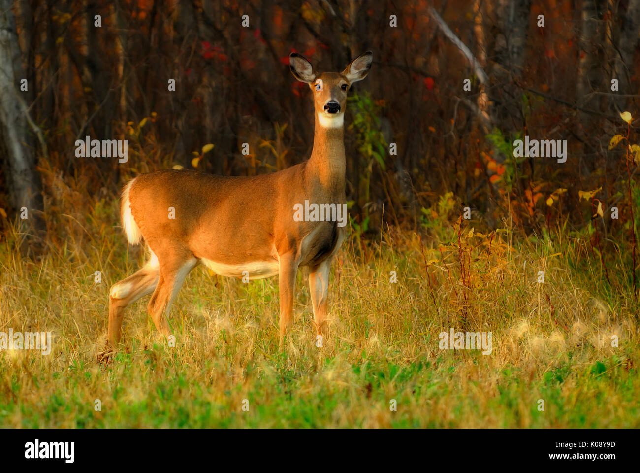 A White-tail deer just emerging from the forest, almost sundown, autumn ...