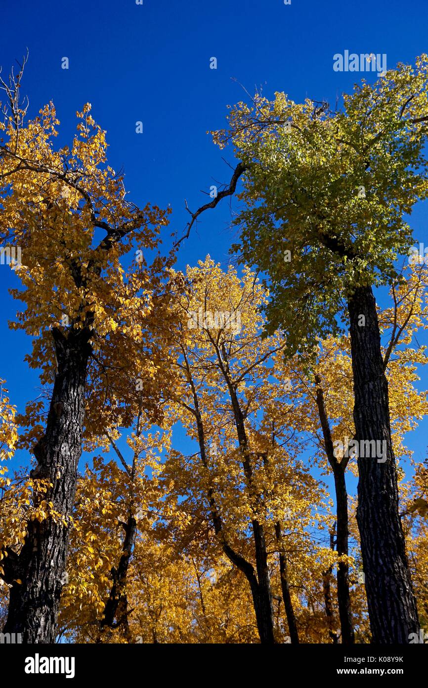 Vertical leaves background hi-res stock photography and images - Alamy