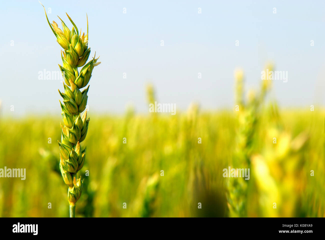 Spring wheat crop, mid season. This cereal grain crop variety is ...
