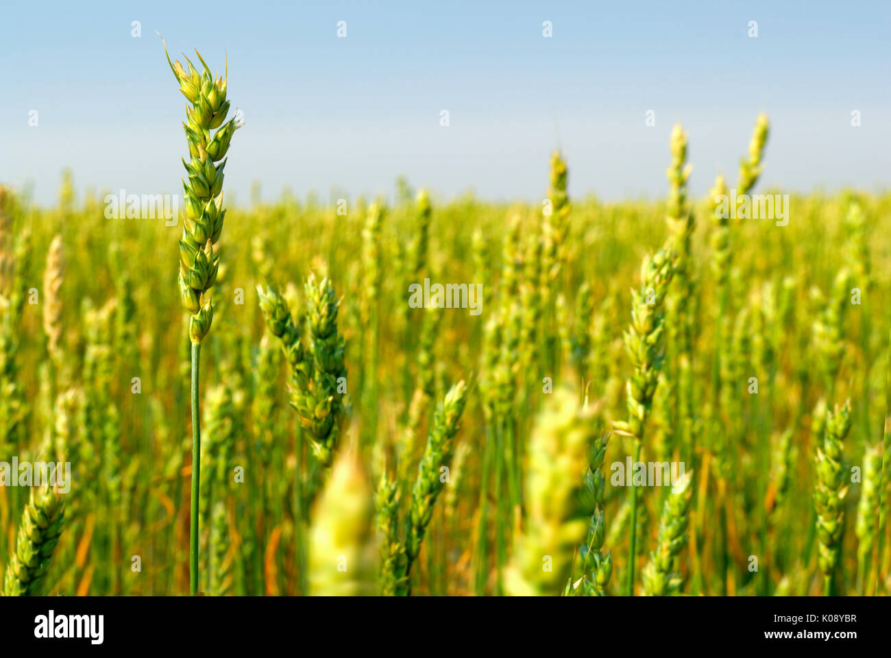 A commercial crop of spring wheat, weeks from harvest. Spring Wheat is ...