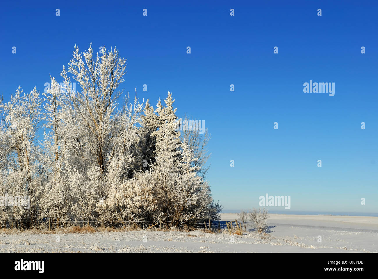 Pine flatland hi-res stock photography and images - Alamy