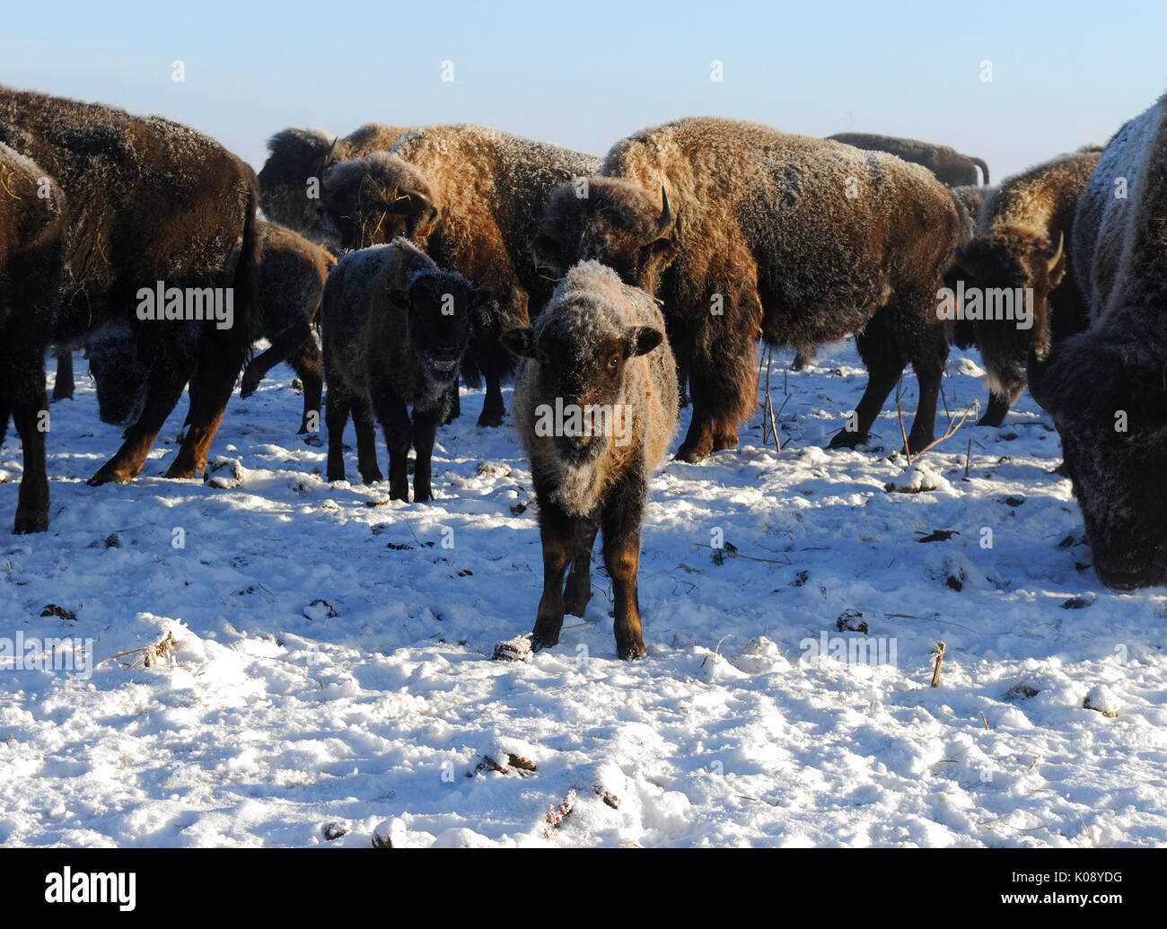Buffalo calf hi-res stock photography and images - Alamy