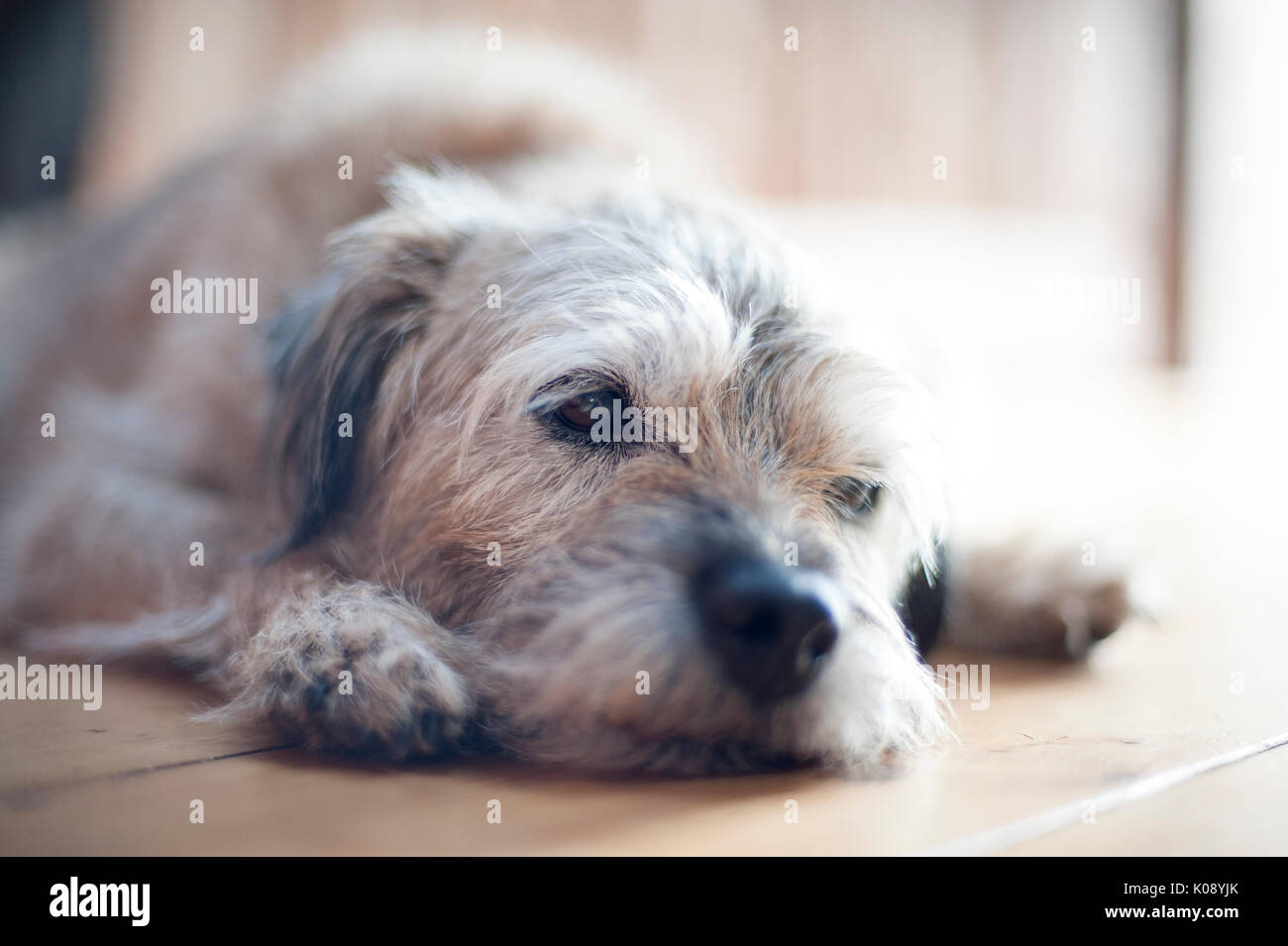 Elderly brown scruffy Border Terrier dog lying down resting in a ...