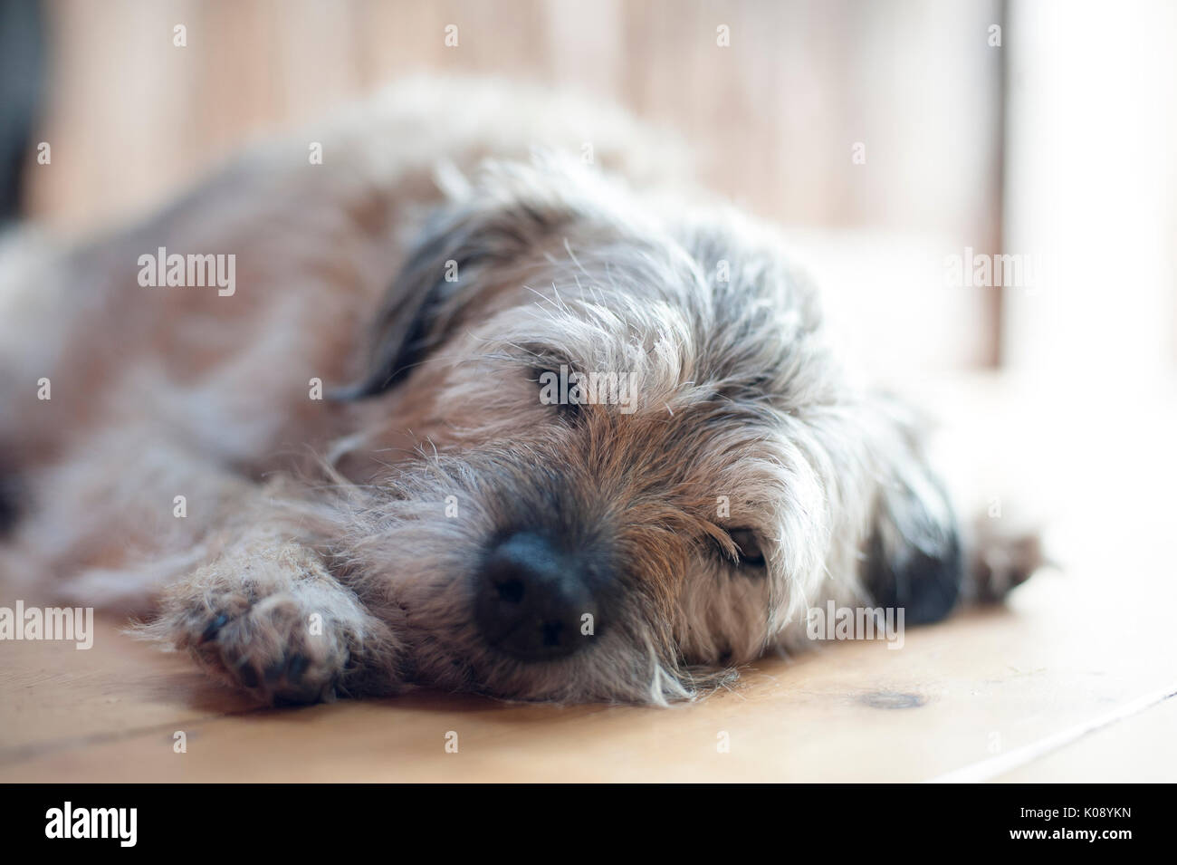 Elderly brown scruffy Border Terrier dog lying down resting in a ...