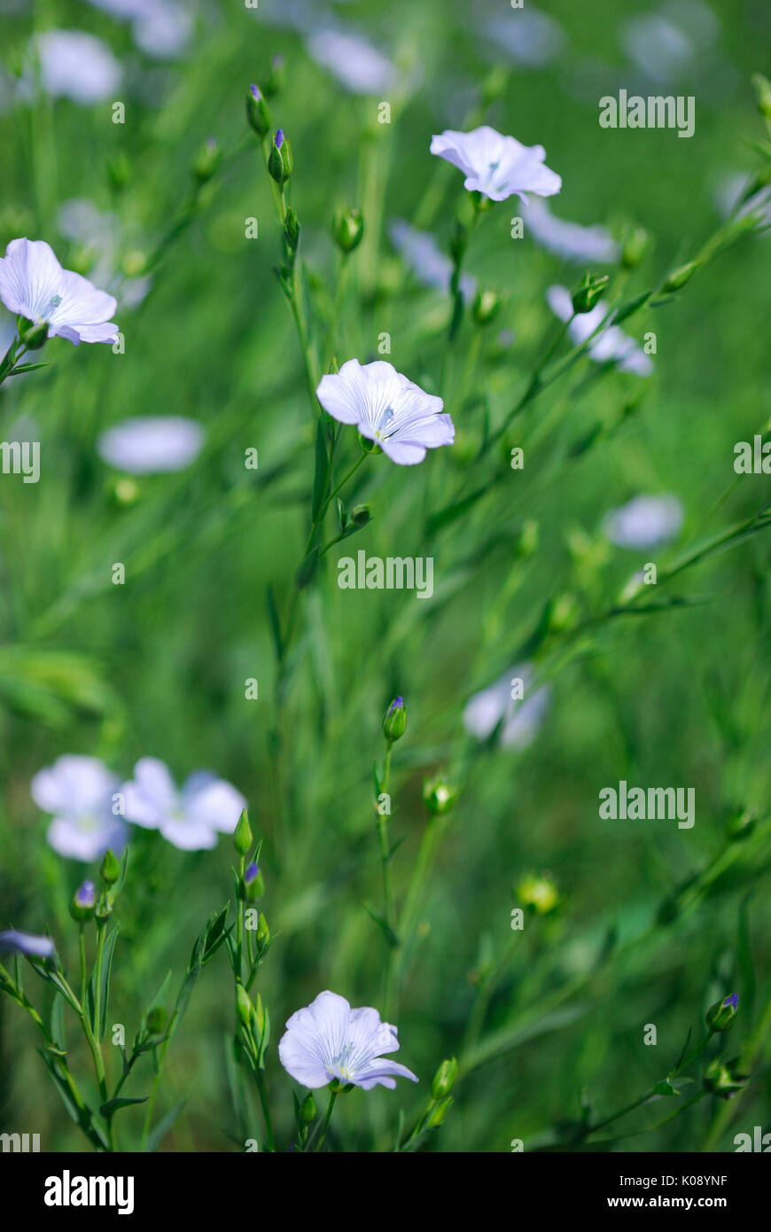 A commercial agricultural flax crop blooming in Saskatchewan Stock ...
