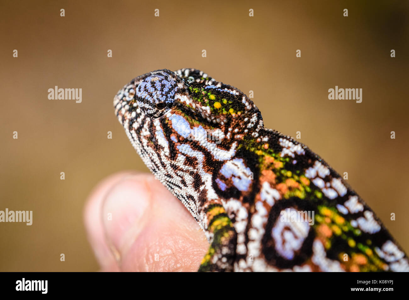 Jewelled chameleon or carpet chameleon furcifer lateralis hi-res stock ...