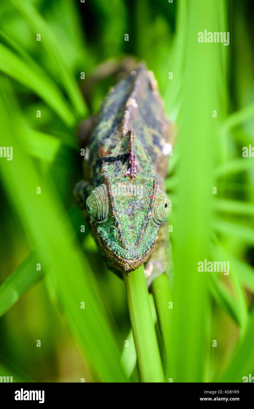 Close up portrait of Chameleon sitting on stick and looking at camera ...