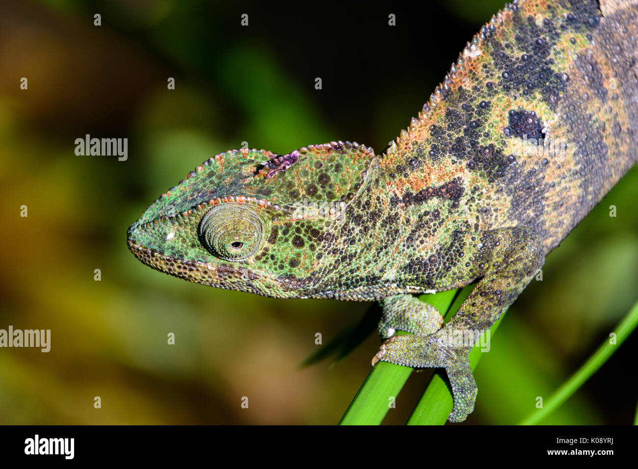 Lizard on stick hi-res stock photography and images - Alamy