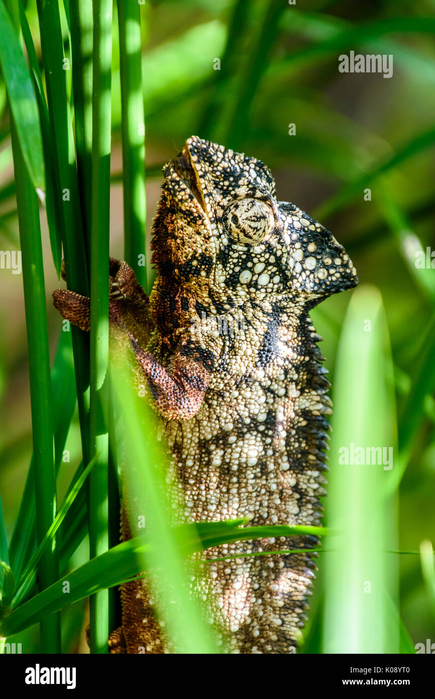 Close up portrait of Chameleon sitting on sticks and looking at camera ...