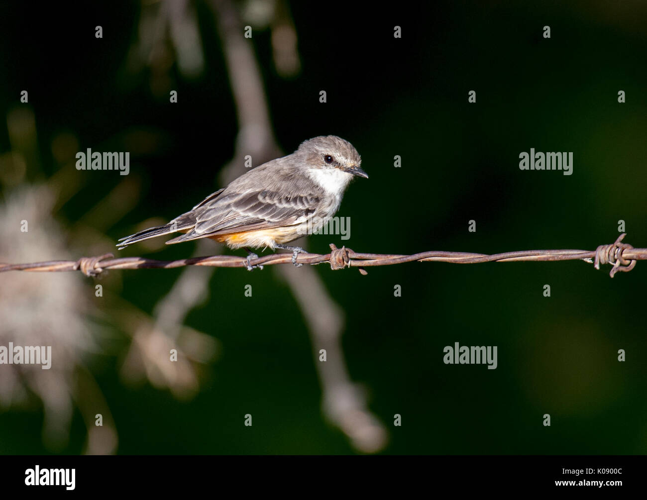 Female flycatcher hi-res stock photography and images - Alamy