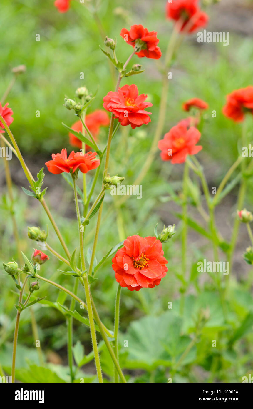 Red avens (Geum coccineum 'Borisii' Stock Photo - Alamy