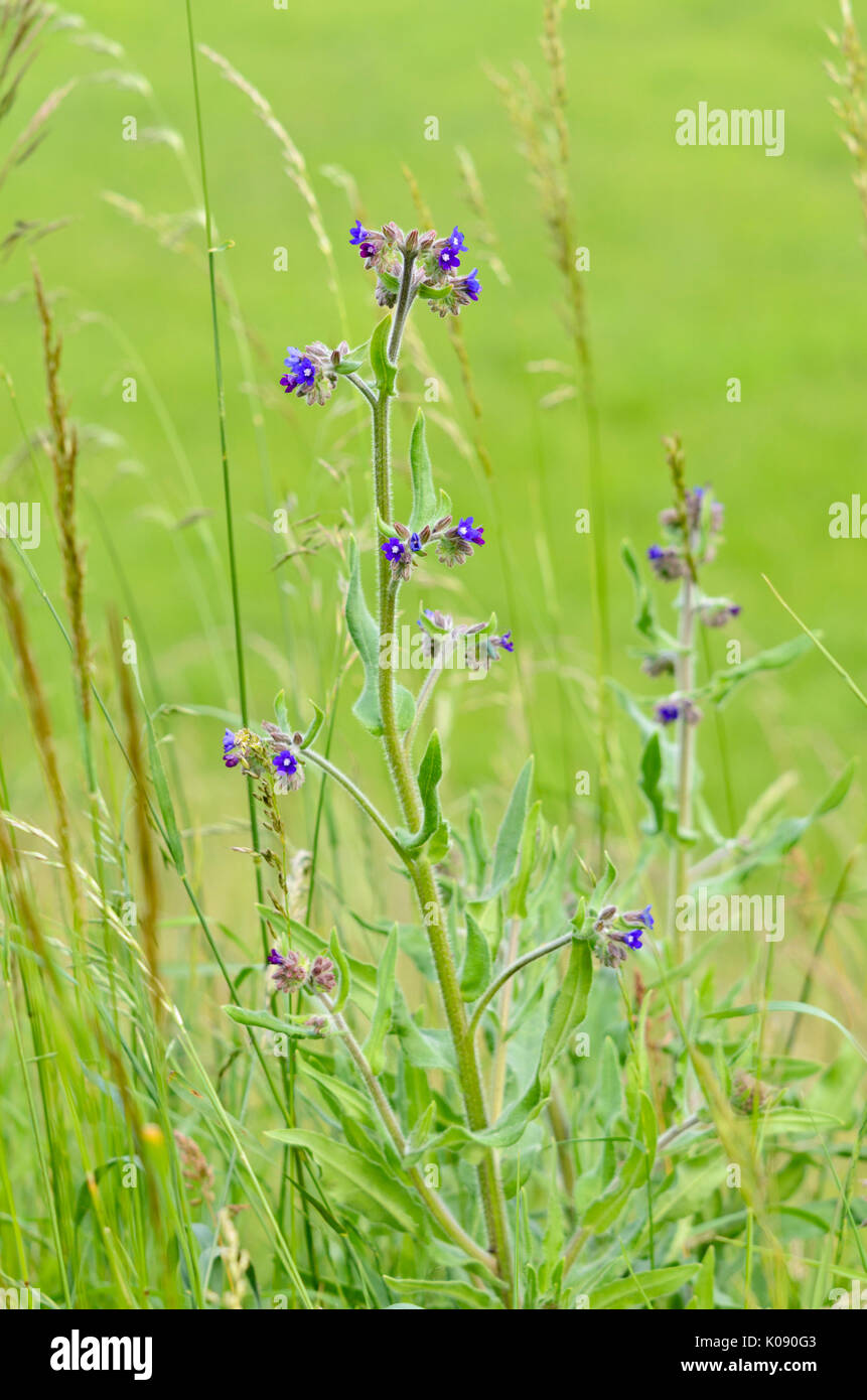 Anchusa hi-res stock photography and images - Alamy