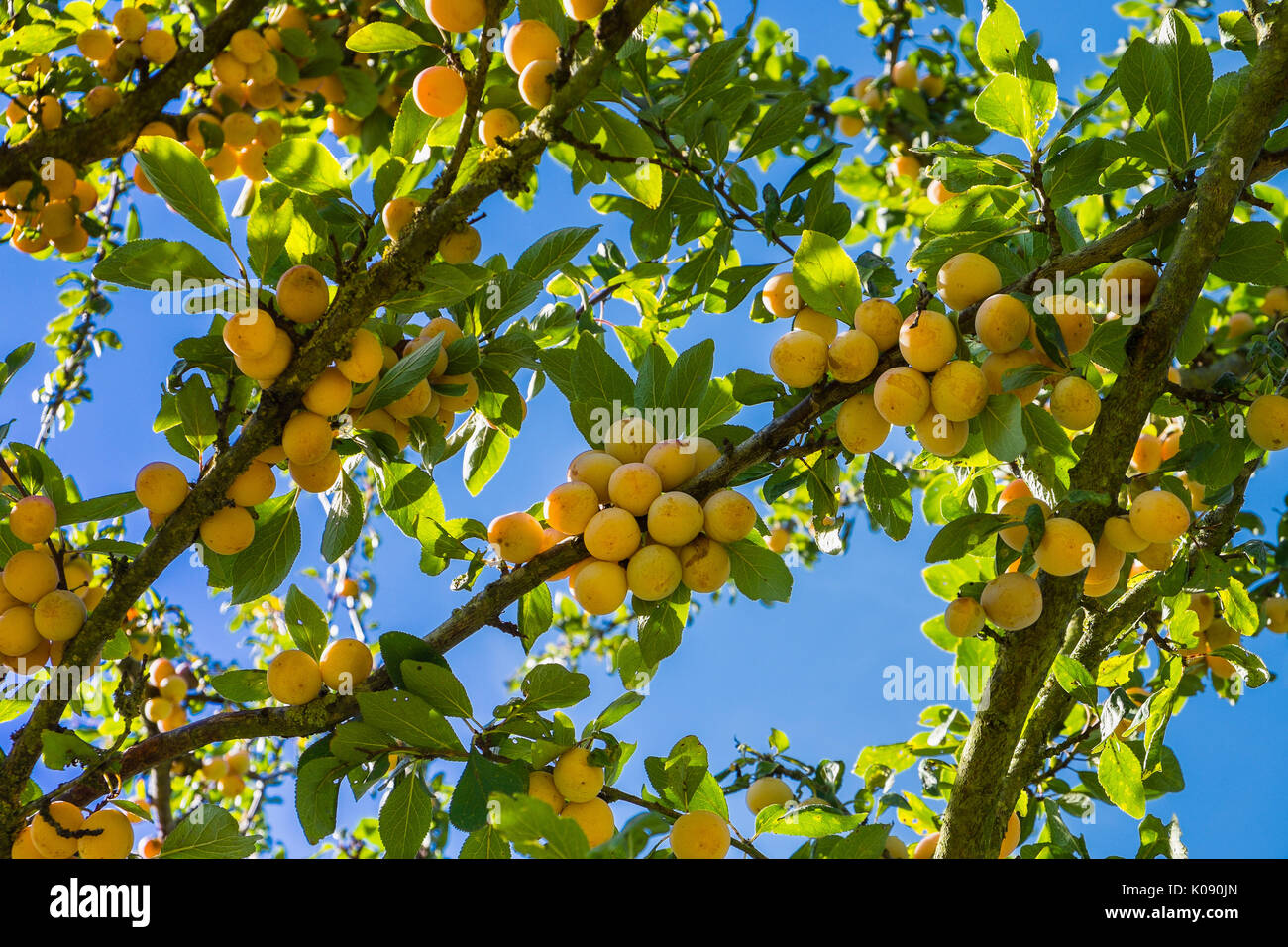 Mirabelle plums (Prunus domestica), France Stock Photo - Alamy