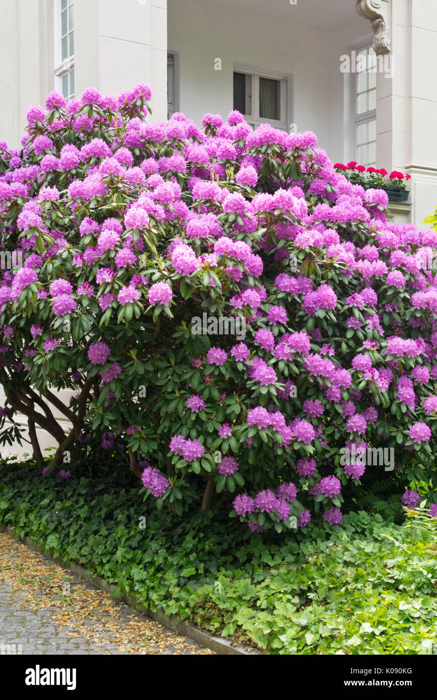 Rhododendron (Rhododendron) in a front garden Stock Photo - Alamy