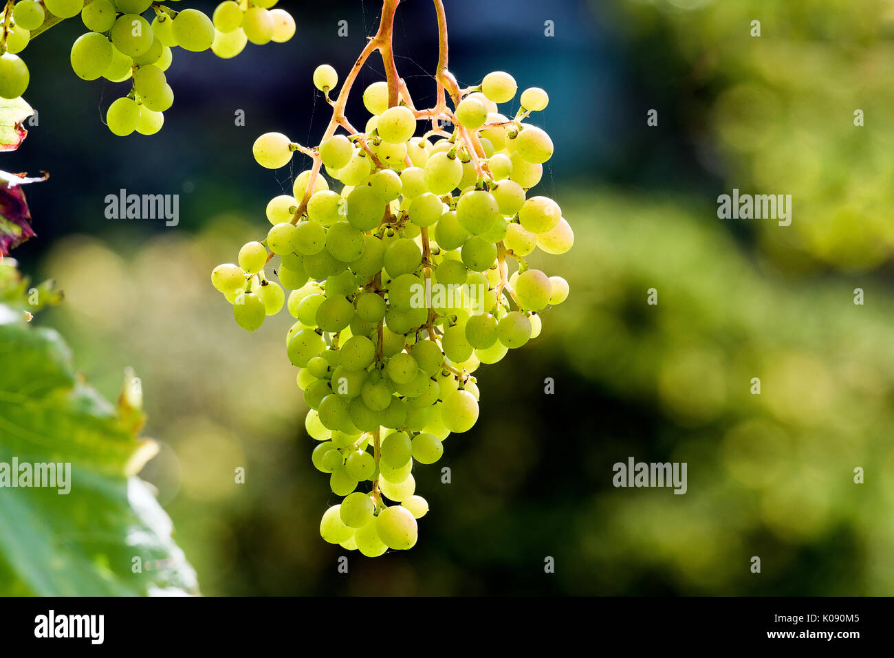 Green grape bunch hi-res stock photography and images - Alamy