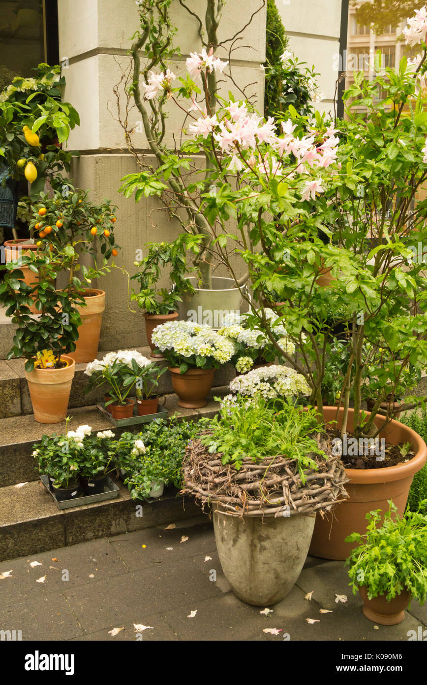 Azalea tree hi-res stock photography and images - Alamy