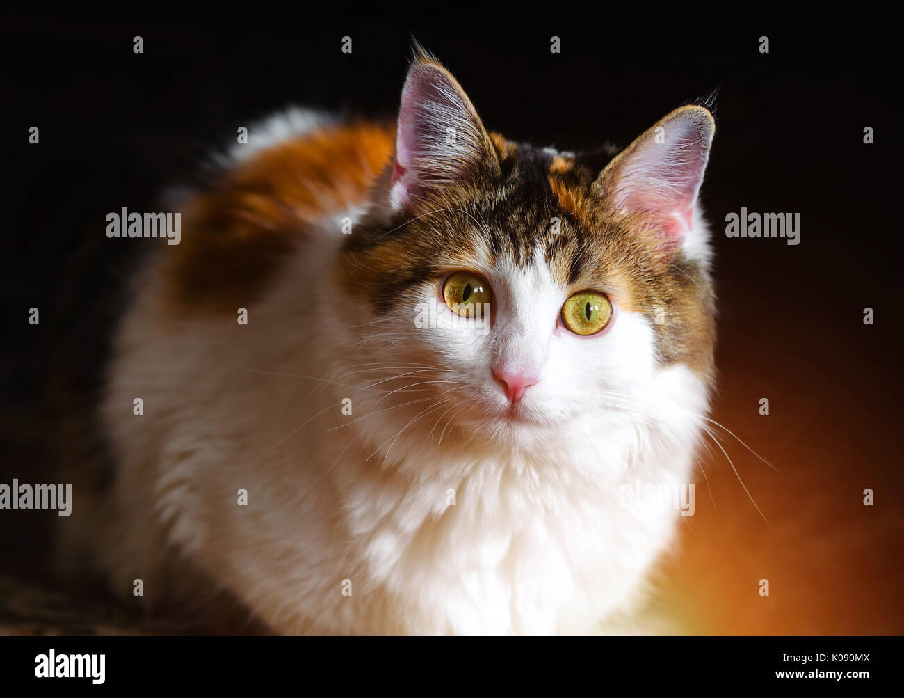 Portrait of a Beautiful Calico Cat With Big Yellow Eyes Stock Photo - Alamy
