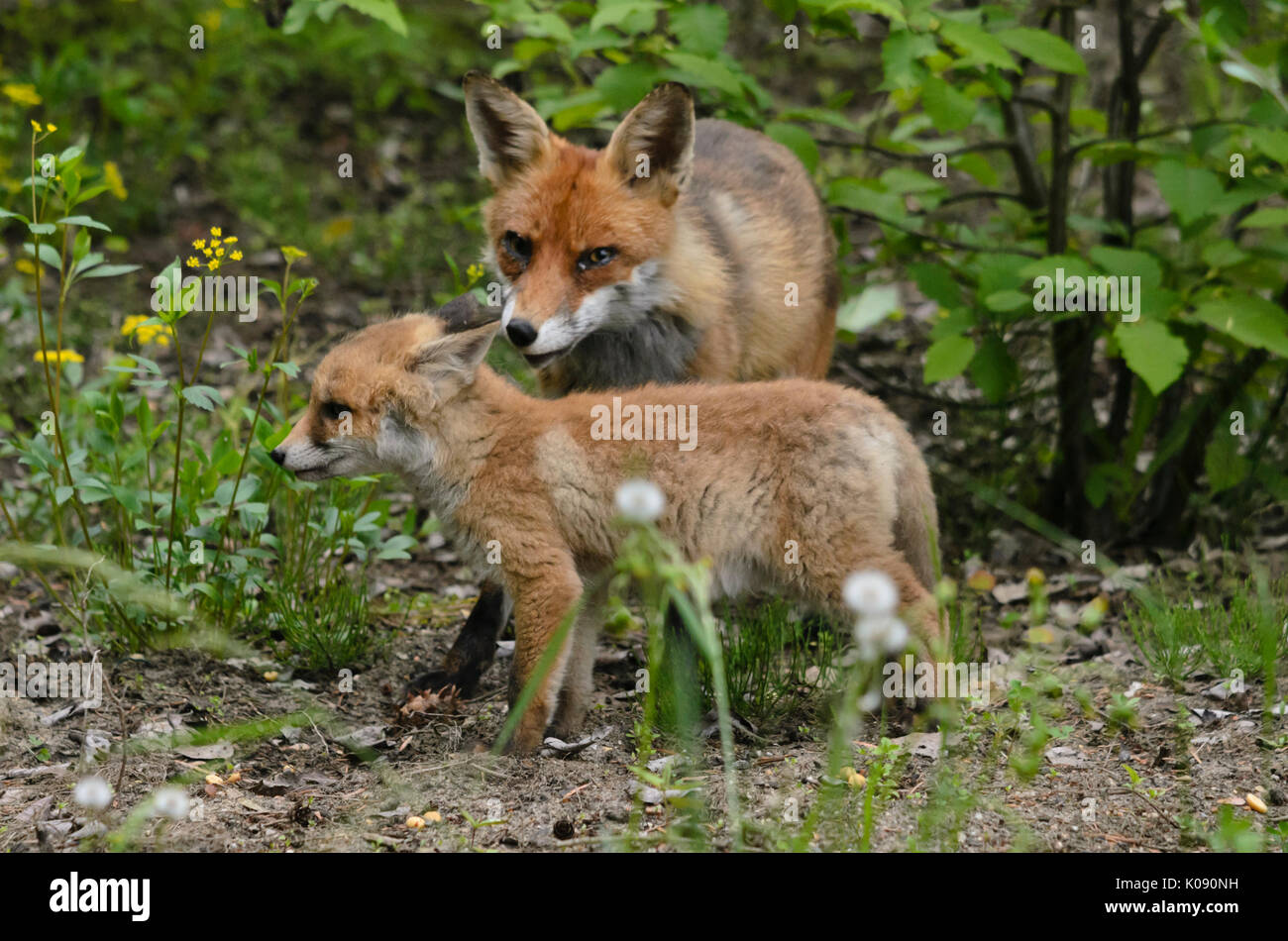 Red fox (Vulpes vulpes Stock Photo - Alamy