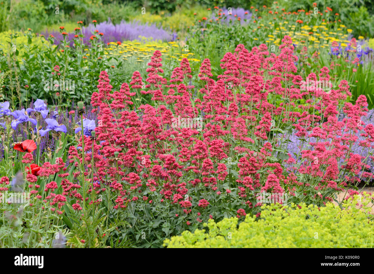Centranthus ruber coccineus hi-res stock photography and images - Alamy