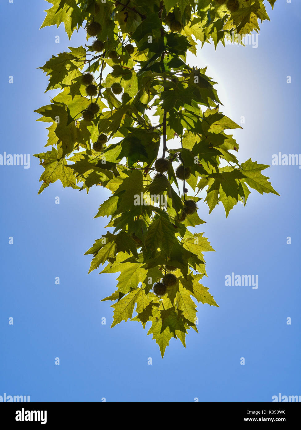 Plane tree leaves hi-res stock photography and images - Alamy