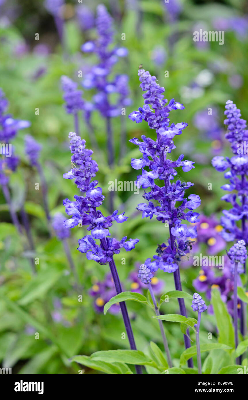 Mealy sage (Salvia farinacea 'Sallyfun Blue' Stock Photo - Alamy