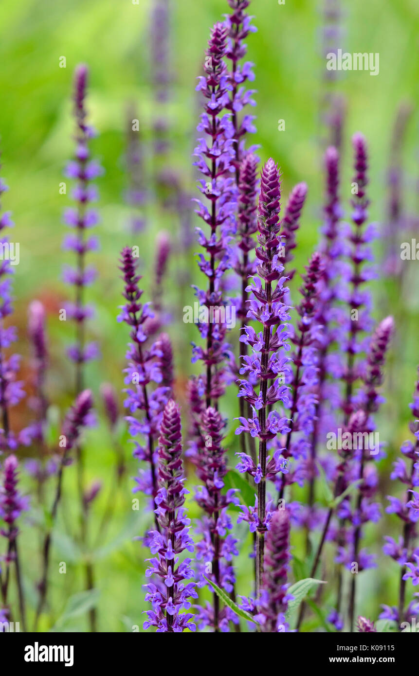 Woodland sage (Salvia nemorosa 'Caradonna' Stock Photo - Alamy