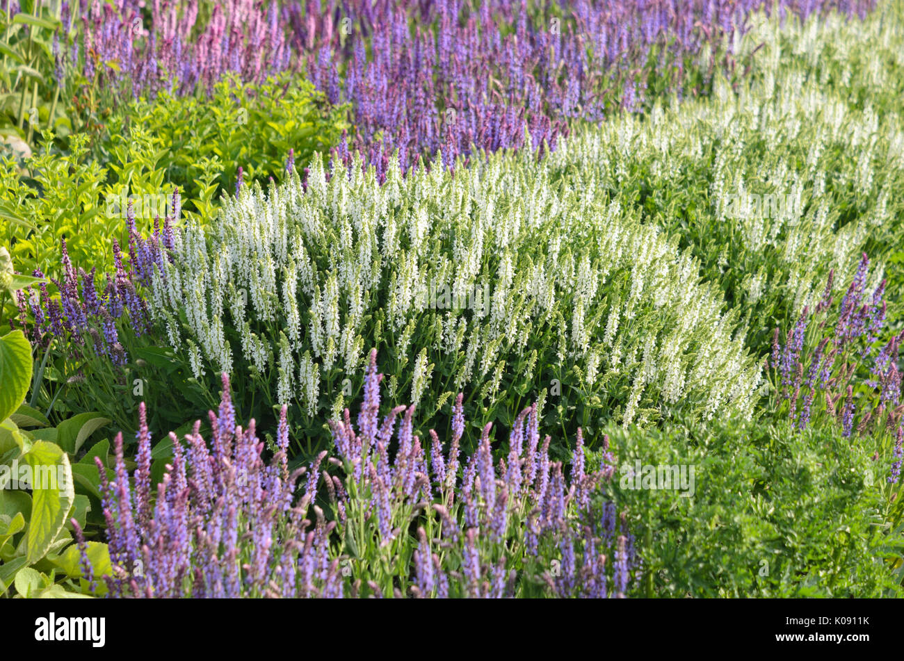 Woodland sage (Salvia nemorosa Stock Photo - Alamy
