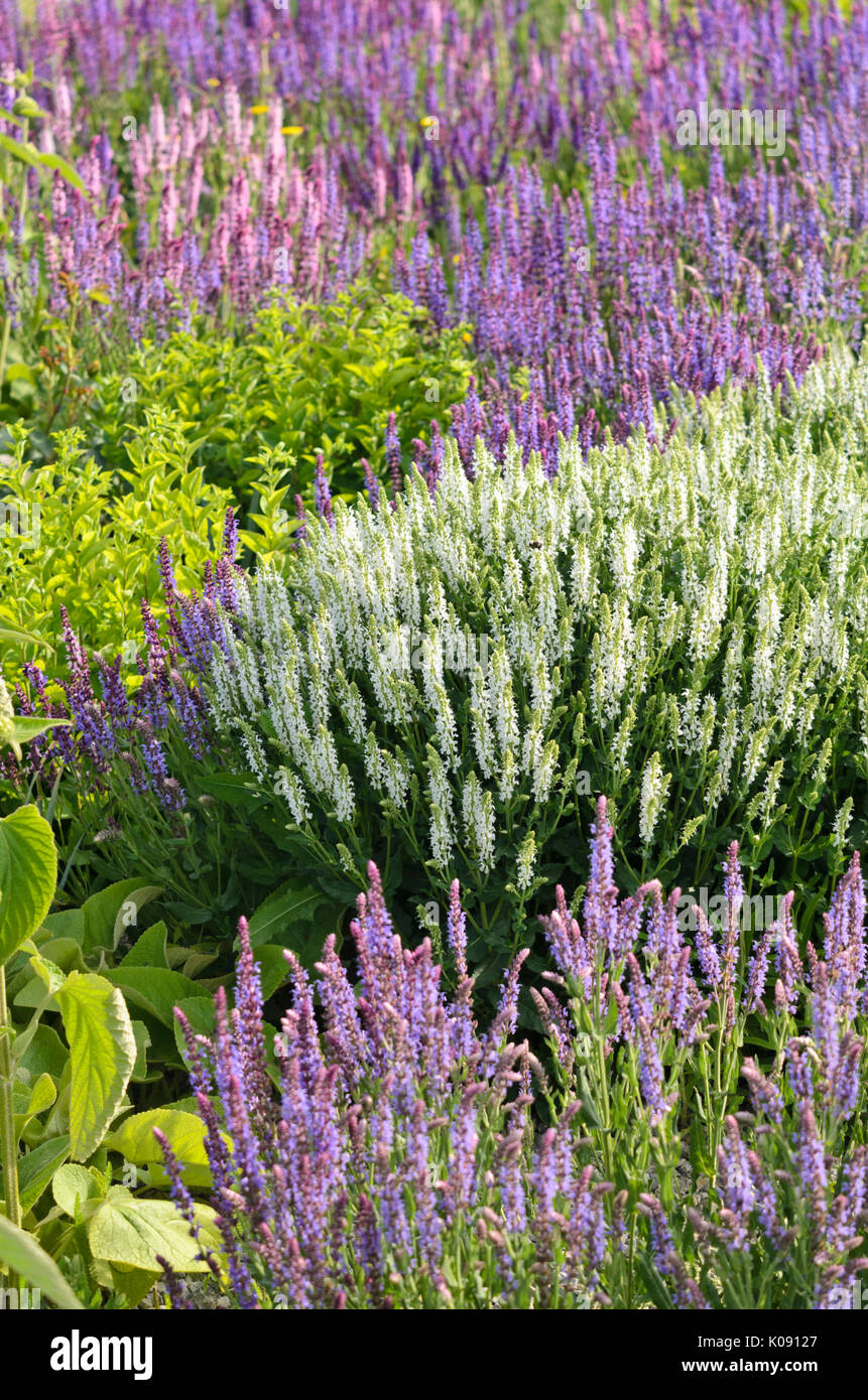 Woodland sage (Salvia nemorosa Stock Photo - Alamy