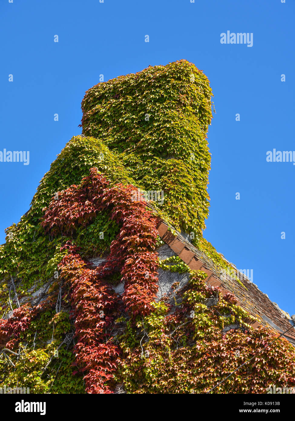 Virgin Vine climbing chimney stack, France Stock Photo - Alamy