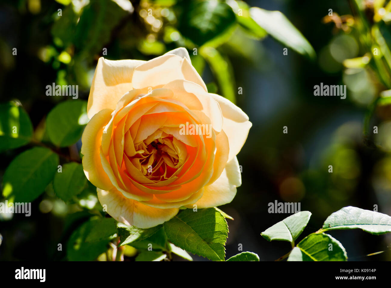 peach coloured garden rose flower Stock Photo - Alamy