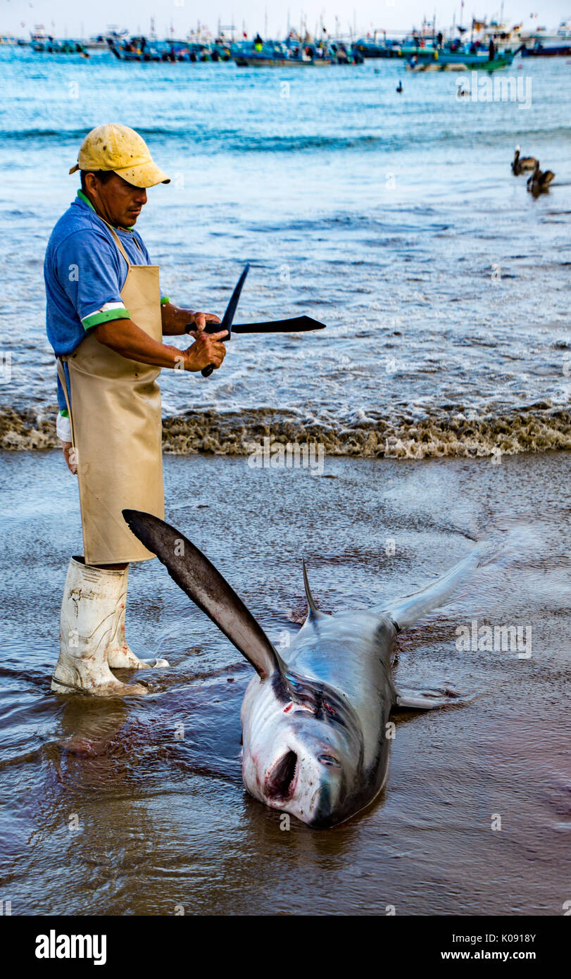 Man prepares to cut fins off sharks on beach in Puerto Lopez, Ecuador ...