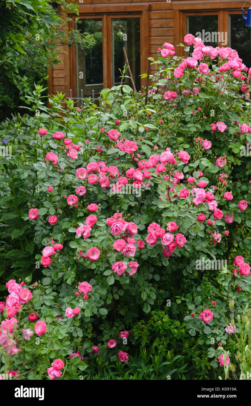 Shrub rose (Rosa Angela Stock Photo - Alamy
