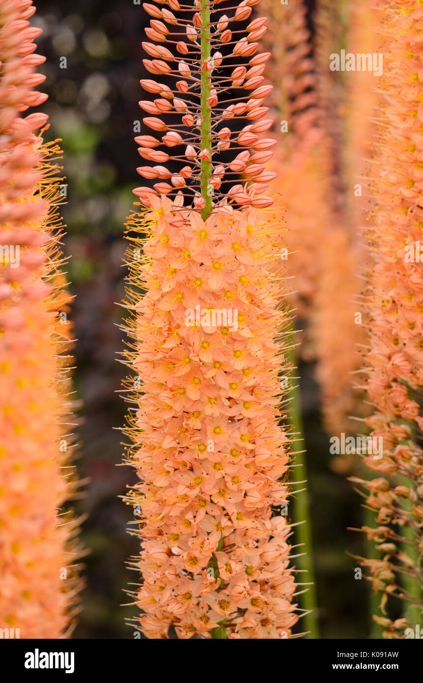 Foxtail lily (Eremurus x isabellinus 'Cleopatra' Stock Photo - Alamy