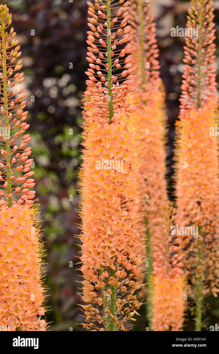 Foxtail lily (Eremurus x isabellinus 'Cleopatra' Stock Photo - Alamy