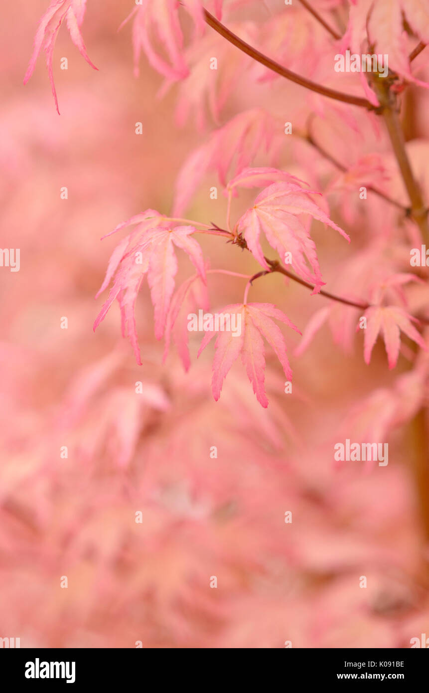 Japanese maple (Acer palmatum 'Taylor' Stock Photo - Alamy