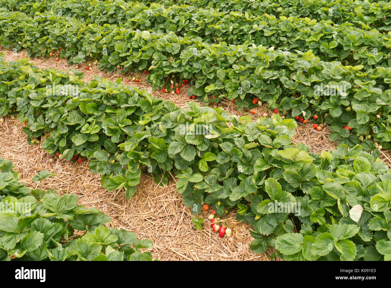 Garden strawberry (Fragaria x ananassa Stock Photo - Alamy