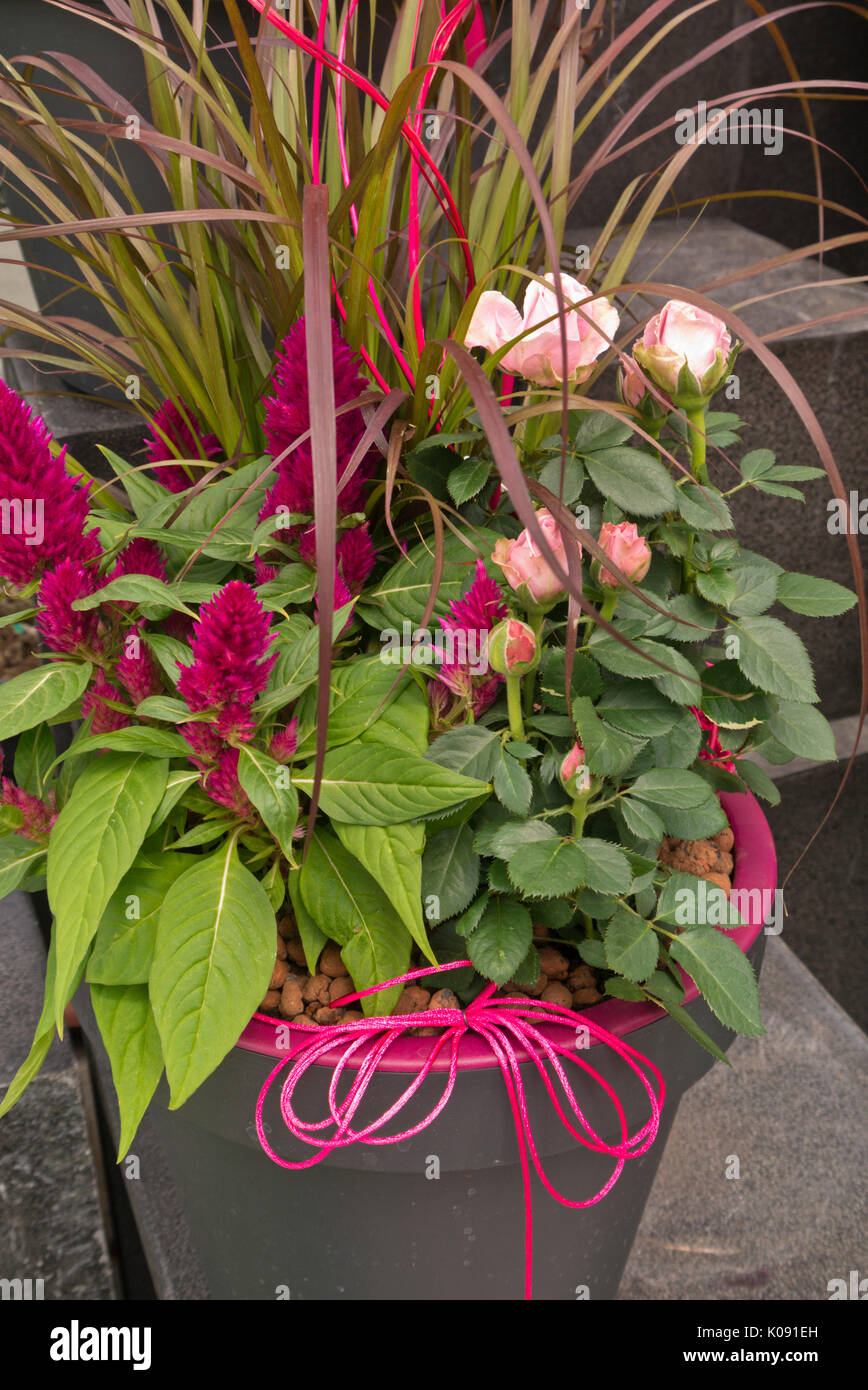 Amaranth (Amaranthus) and rose (Rosa) in a flower tub Stock Photo - Alamy