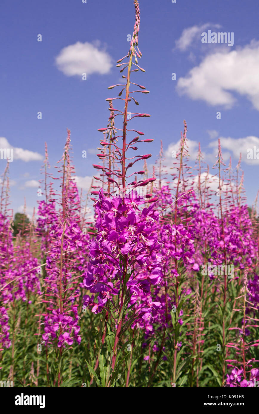 Rosebay willow hi-res stock photography and images - Alamy