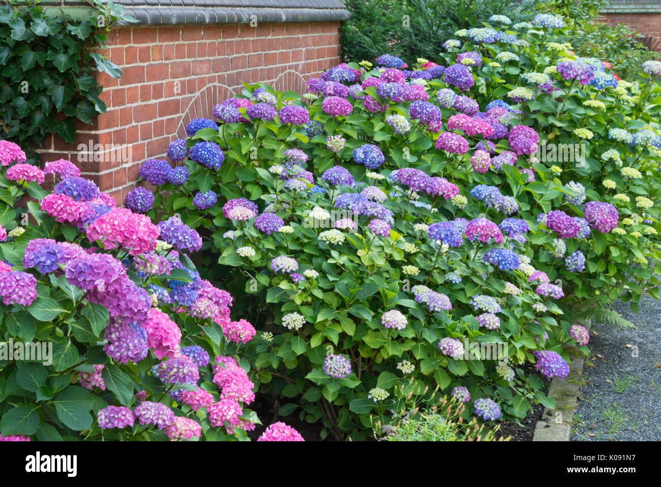 Big-leaved hydrangea (Hydrangea macrophylla Stock Photo - Alamy