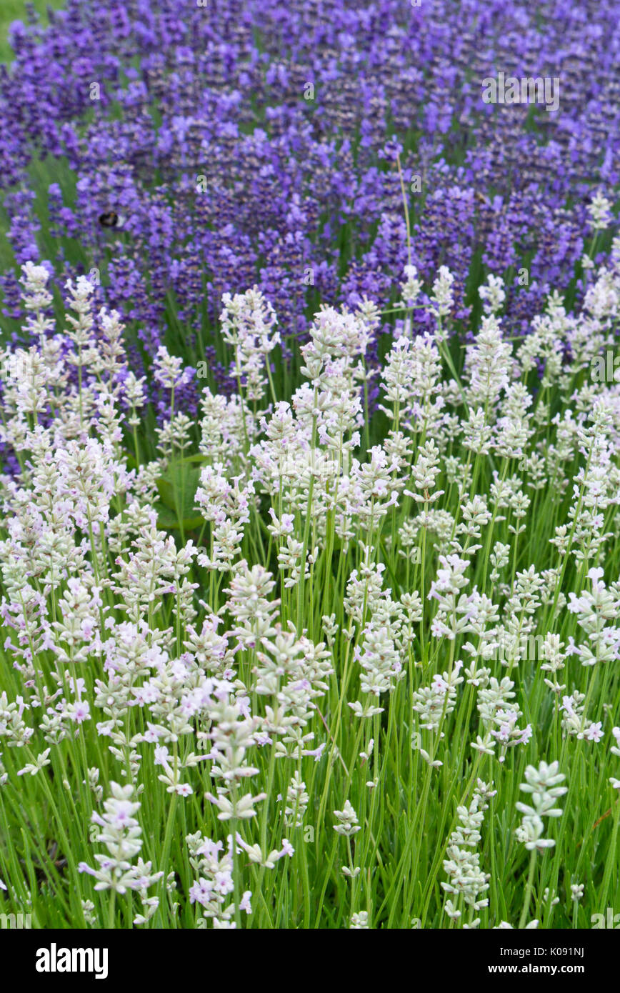 Common lavender (Lavandula angustifolia Stock Photo - Alamy