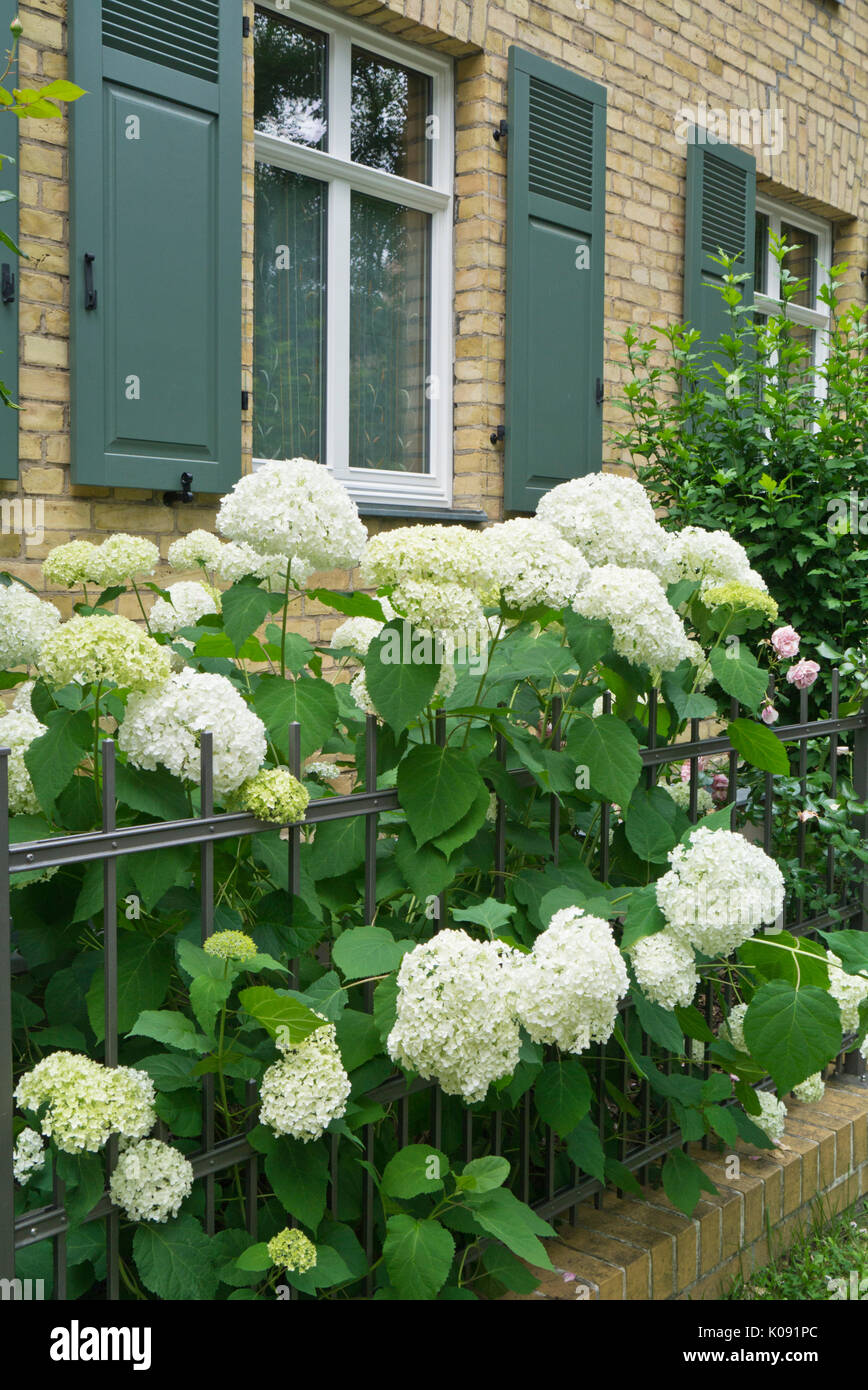 Tree hydrangea (Hydrangea arborescens 'Annabelle' Stock Photo - Alamy